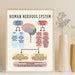 The Human Nervous System Brain Poster Fight Or Flight Response CBT DBT EMDR Psychologist School
