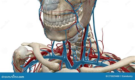 The Carotid Sheath Contains The Common And Internal Carotid Arteries