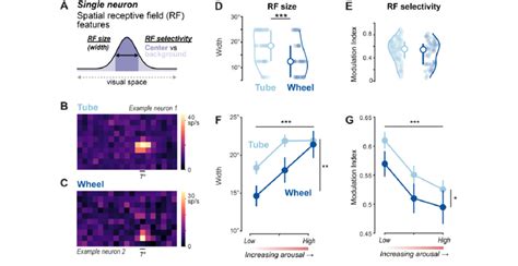 Context Specific Effects On Dlgn Spatial Rfs A Schematic Showing