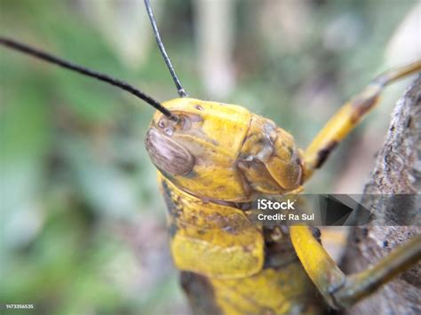 Small Insects That Live In Rice Fields In Rural South Kalimantan Stock