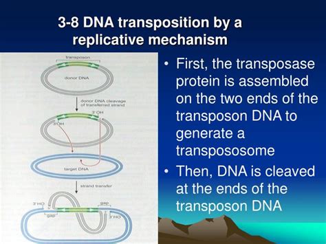 Ppt Chapter 11 Site Specific Recombination And Transposition Of Dna