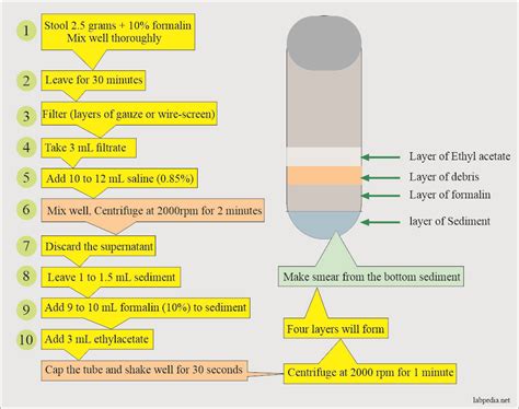 Stool Examination Procedure At Lamont Schroyer Blog