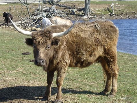 Highland Cattle Cross Breeds Longhorn Scottish Highlander Cross By