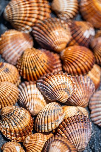 스페인 코스타 델 솔 해변에 다양한 조개껍데기가 쌓여 있습니다 아름 다운 껍질 배경입니다 0명에 대한 스톡 사진 및 기타 이미지 Istock