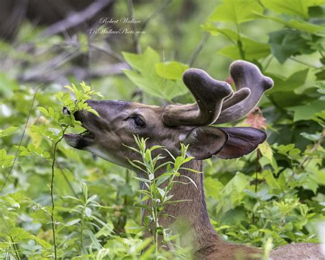 Wildlife Photography Nature