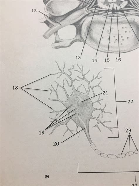 Practical Spinal Cord And Neuron Pt Diagram Quizlet