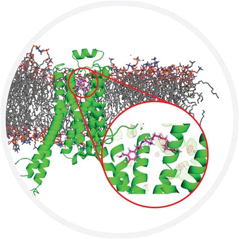 Silcs Silcsbio Computer Aided Drug Design