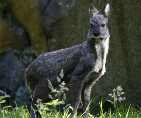 Siberian Musk Deer Habitat Diet Facts And Pictures