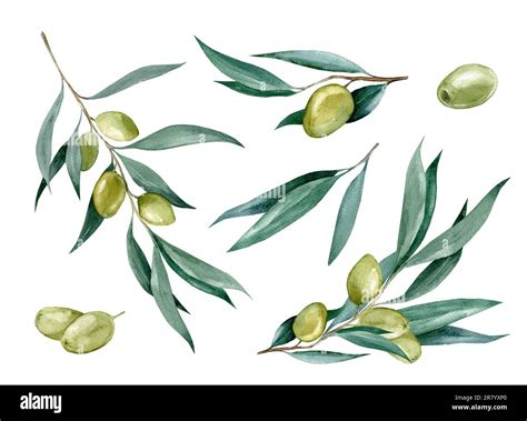 Olive Branch Drawing 7400 Olive Branch Stock Illustrations