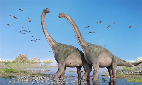 Brachiosaurus Animal Facts Brachiosaurus A Z Animals