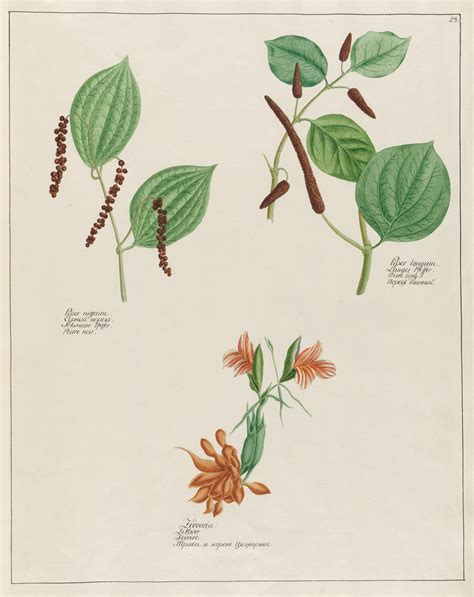 Piper Nigrum … [and] Zedoaria … [and] Piper Longum Artvee