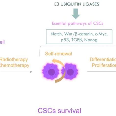 A Schematic Drawing Of The Molecular Signaling Pathways That Influence