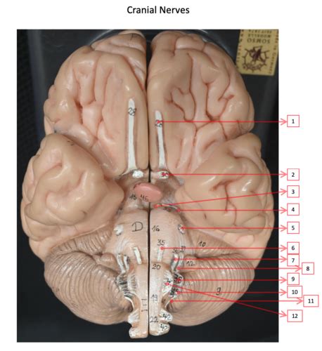 Biol 220 Human Anatomy Lab Unit 2 Week 3 Flashcards Quizlet