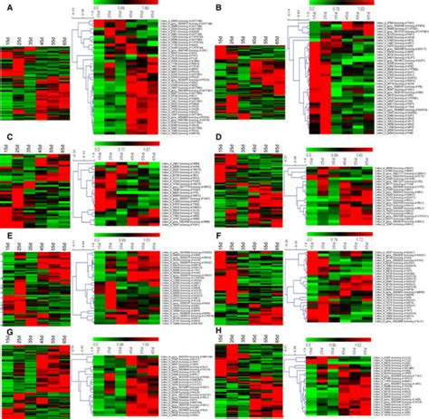 Hierarchical Cluster Analysis Of Differentially Expressed Transcripts Download Scientific