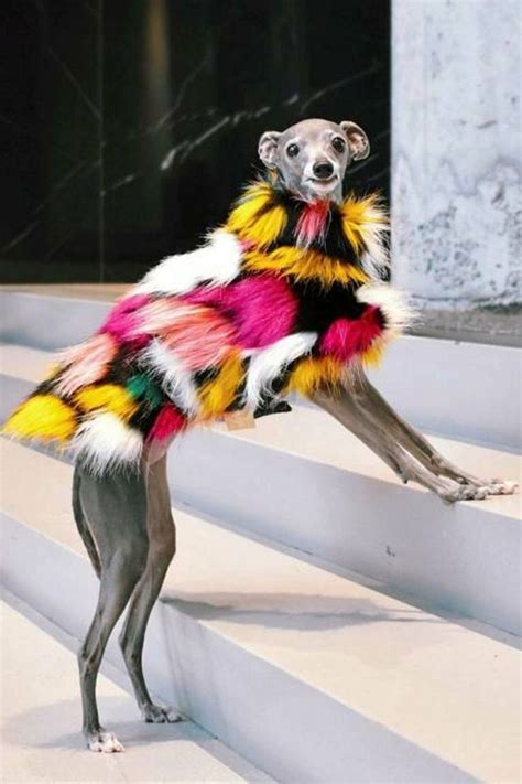 The Fashionable Dogs Of Instagram Doggie Style Dog Clothes Dog
