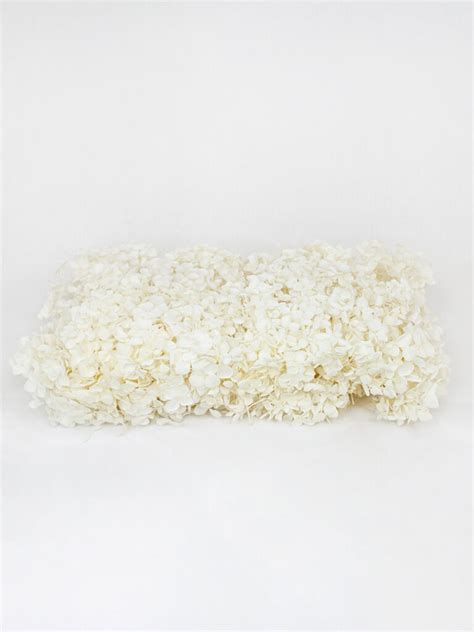 Гортензія стабілізована біла 100 гр купити в Україні за низькою ціною • Dfb Elements