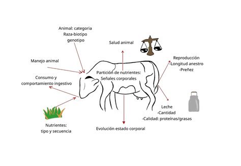 112 Pubertad Reproducción De Los Animales Domésticos