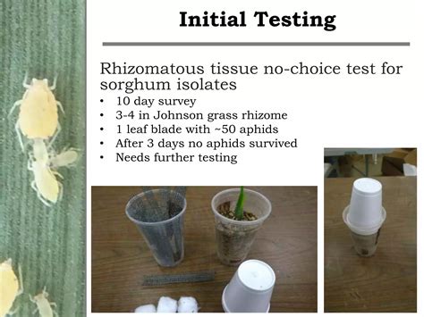 Evidence Of A Sexual Life Cycle In Sugarcane Aphid Ppt