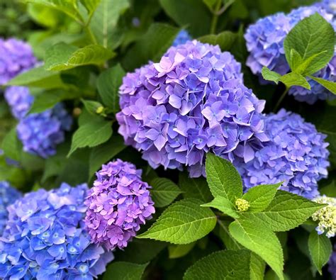 5 Hydrangea Myths Debunked By Experts And What You…