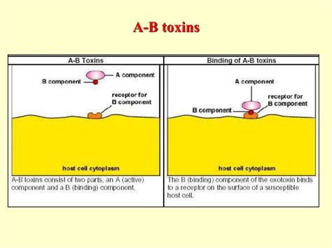 Bacterial Pathogenesispdf