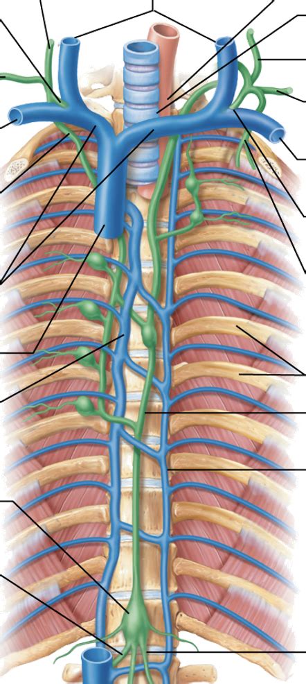 Diagram Of Anatomy Lab 7 Lymphatic System Quizlet