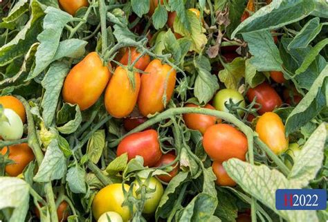 H2022 Heinzseed United States Products Heinz®