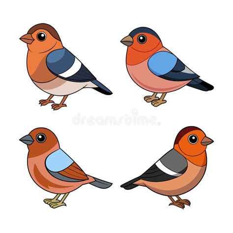 Beautiful Chaffinch Bird Artwork Stock Vector Illustration Of Clip