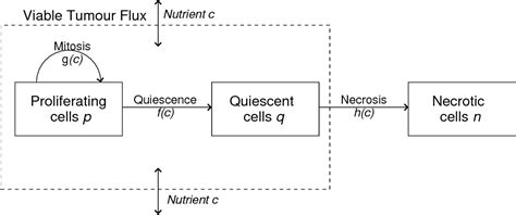 Figure 1 From An Avascular Tumour Growth Model With Random Variation
