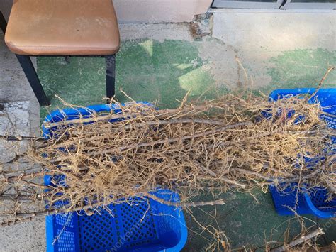 오죽검은 대나무 가지 뿌리 땅속줄기 판매 합니다 인테리어소품 중고나라