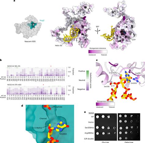 Essential Function Of Nog2 Depends On Physical Interaction With H92 A