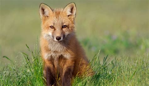 Kit Fox 10 Amazing Facts You Want To Know