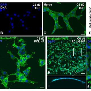 Representative Images Of Confocal Microscopy Where The Density And Cell Download Scientific