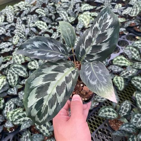 [24 N3 ・ ・{ ・ J E A F W P L F B4 ・a ・ Width 130px Height 130px