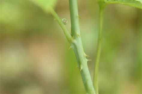 Raspberry Has Thorns Lab Cat