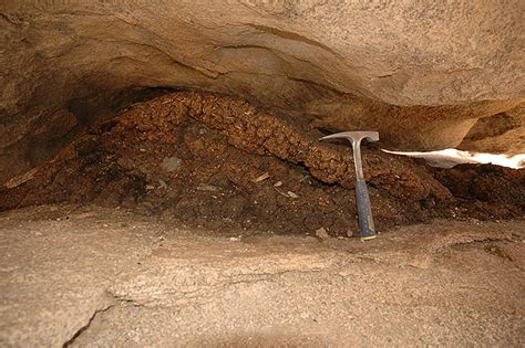 Pack Rat Nests Offer First Look At Ancient Insect Dna Mirage News