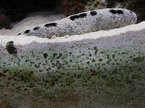 Sierra Saltwater Systems Inc Deep Sand Beds And Refugiums