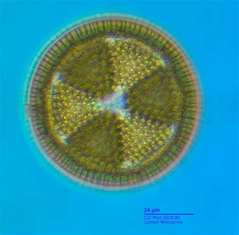 Dunkirk Maryland Diatomit Der Sammelthread Seite 2