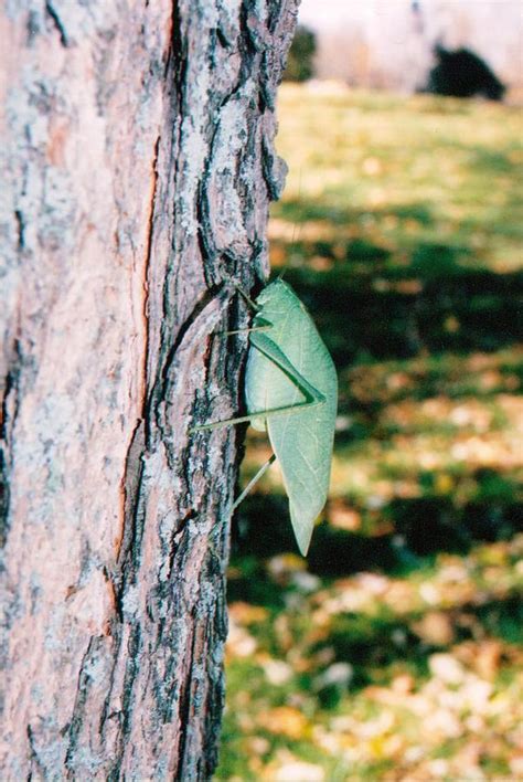 Grasshopper True Photograph By Only A Fine Day Fine Art America