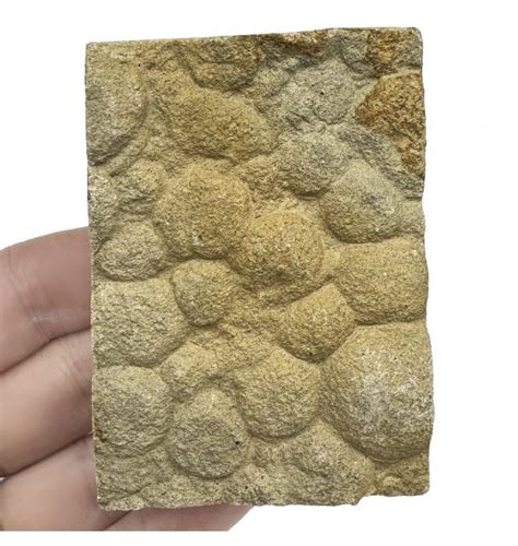 Fossils For Sale Fossils Early Life One Of The Oldest Fossils Ever Rare Ediacaran
