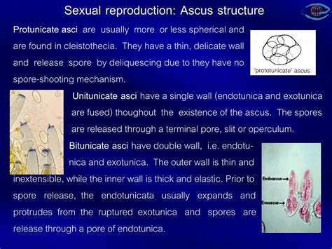 Ppt Division Ascomycota Powerpoint Presentation Free Download Id