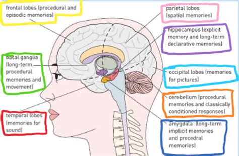 Memory Storage Brain