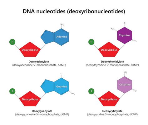 1 300 Nucleotides Stock Illustrations Royalty Free Vector Graphics And Clip Art Istock