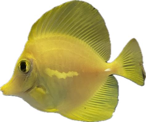 Biota Yellow Tang Captive Raised Bluewater Reef