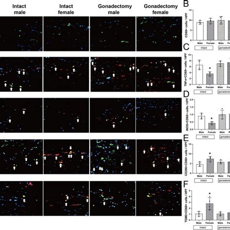 Sex Differences In Macrophage Accumulation After Balloon Injury A Download Scientific Diagram