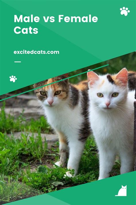 Male Vs Female Cats Male Vs Female Cats Cute Cat Breeds