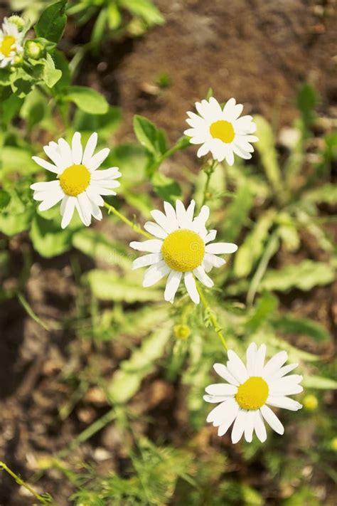 Four Daisies In The Shape Of A Constellation Beautiful Daisies In The