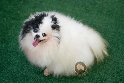 Lulu Da Pomerânia Mini Descubra Tudo Sobre Essa Raça Encantadora