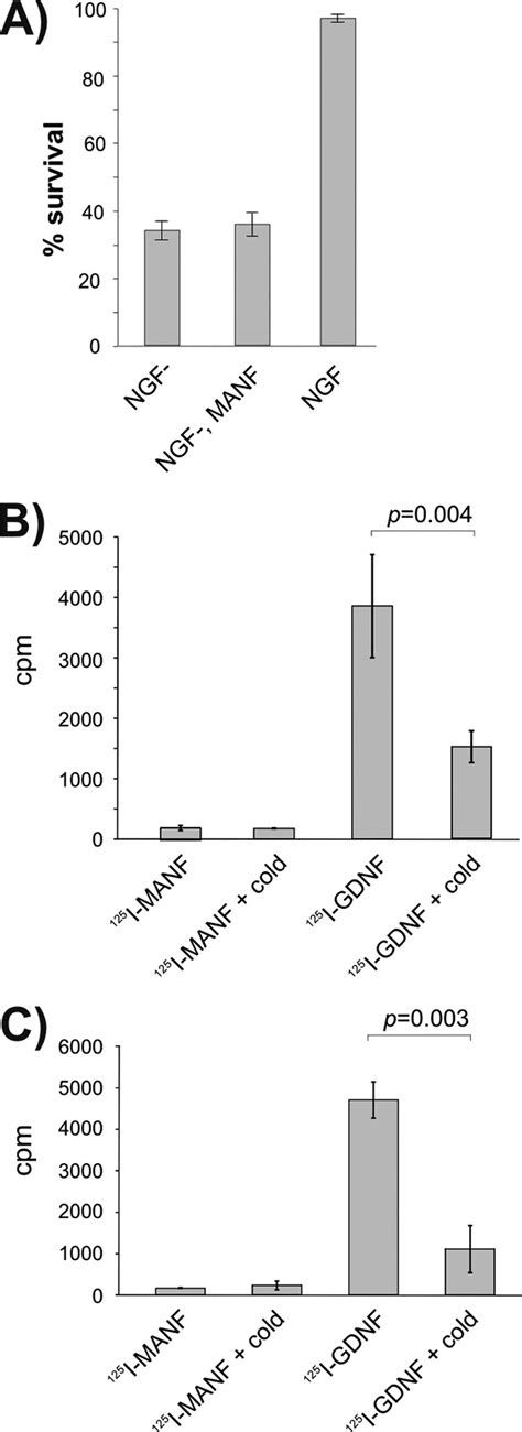 Exogeneous Manf Does Not Affect Scg Neurons In Vitro A Manf Protein Download Scientific