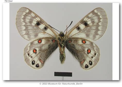 Parnassius Delphius Namanganus Type Specimens