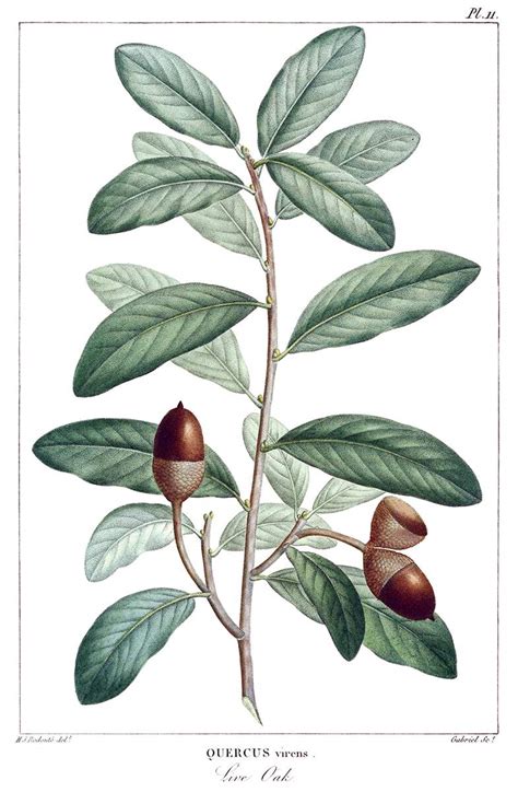 Southern Live Oak Old Book Illustrations